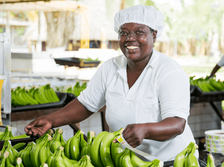 El banano no solo se cultiva: se vive, se transforma y se convierte en ...